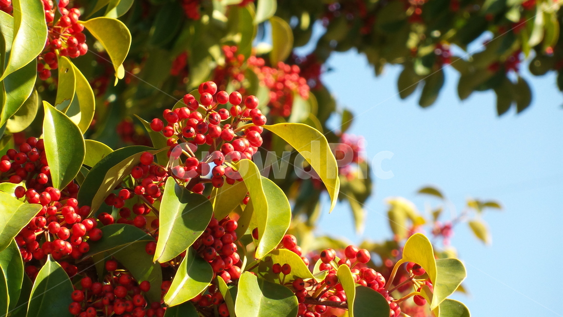 시지기움속, syzygiumiuehmannii, 체리, 라이베리, 로즈애플, 사진,이미지,일러스트,캘리그라피 - piclee작가