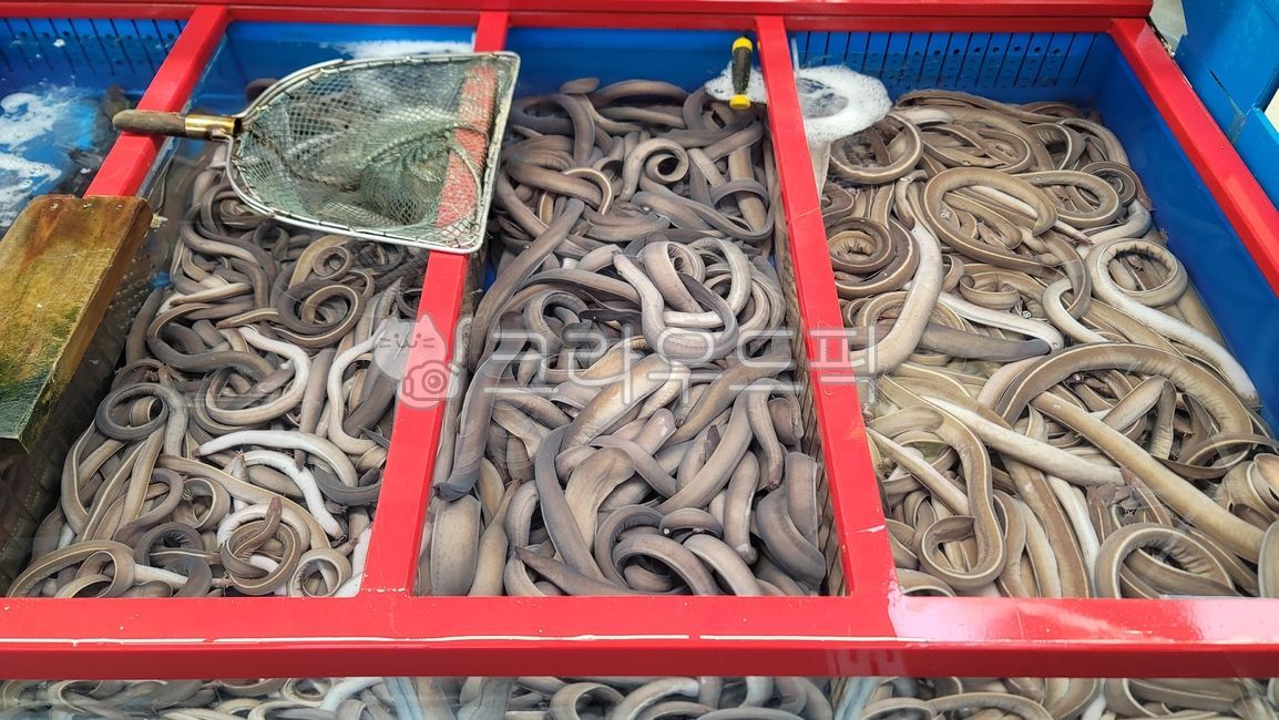 먹장어, hagfish, 꼼장어, 곰장어, 바다생선, 사진,이미지,일러스트,캘리그라피 - BUSAN OPPA작가