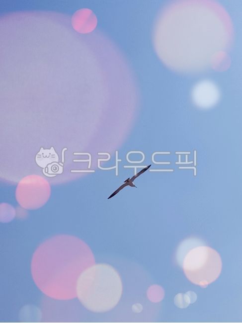 animal, 동물, bird, 새, flare, 사진,이미지,일러스트,캘리그라피 - ko8938-작가