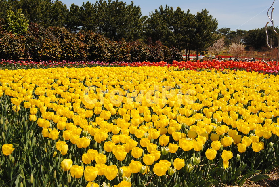 꽃, 풍경, 노란꽃, 예쁜꽃, 꽃밭, 사진,이미지,일러스트,캘리그라피 - corb9482작가