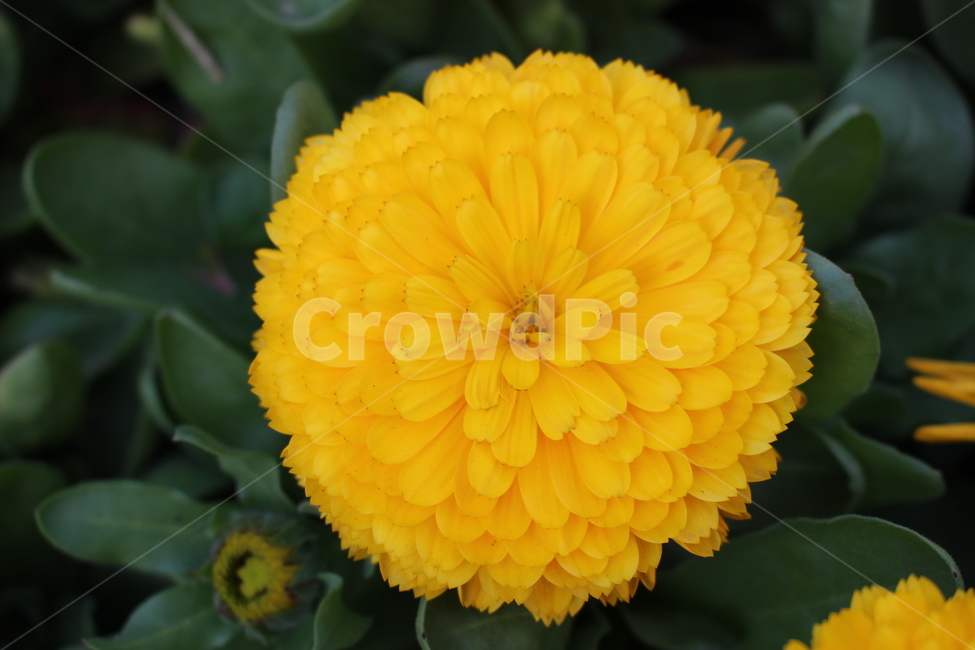 꽃, 한송이, 노란꽃, 동그란, 꽃잎, 사진,이미지,일러스트,캘리그라피 - caracola작가