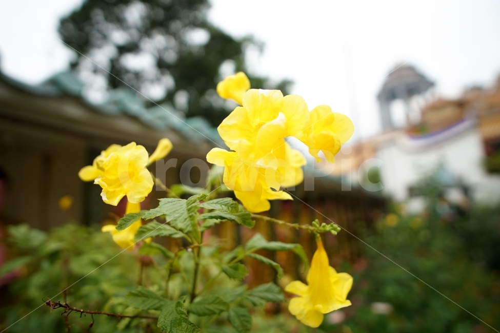 꽃, 노랑, yellow, flower, 노란꽃, 사진,이미지,일러스트,캘리그라피 - Nsoobl9357작가