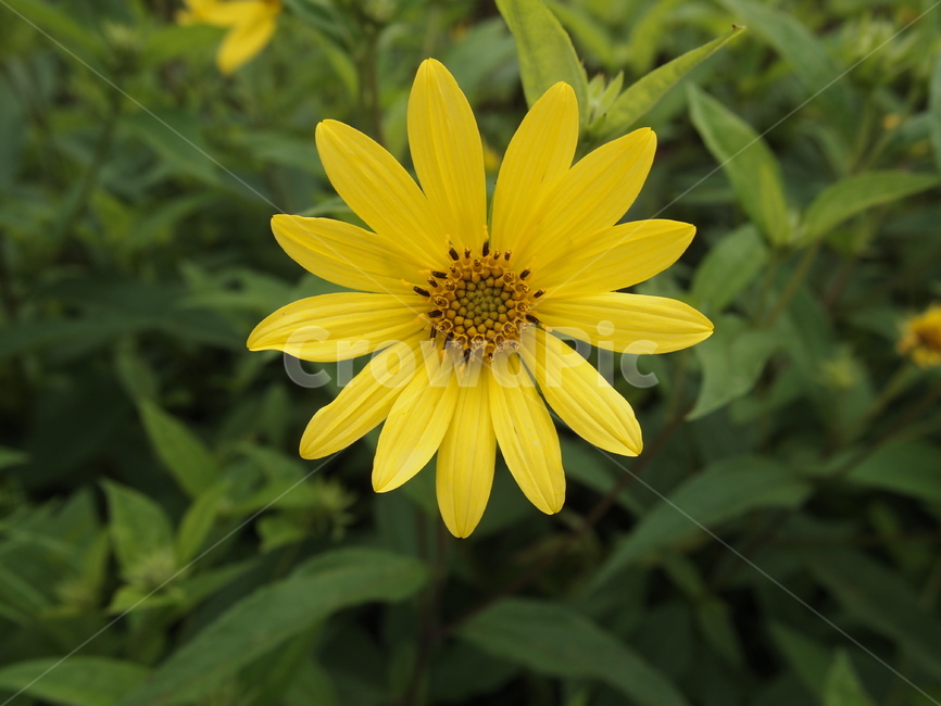 꽃, 식물, 노란꽃, 풀, 잔디, 사진,이미지,일러스트,캘리그라피 - 로이드림작가