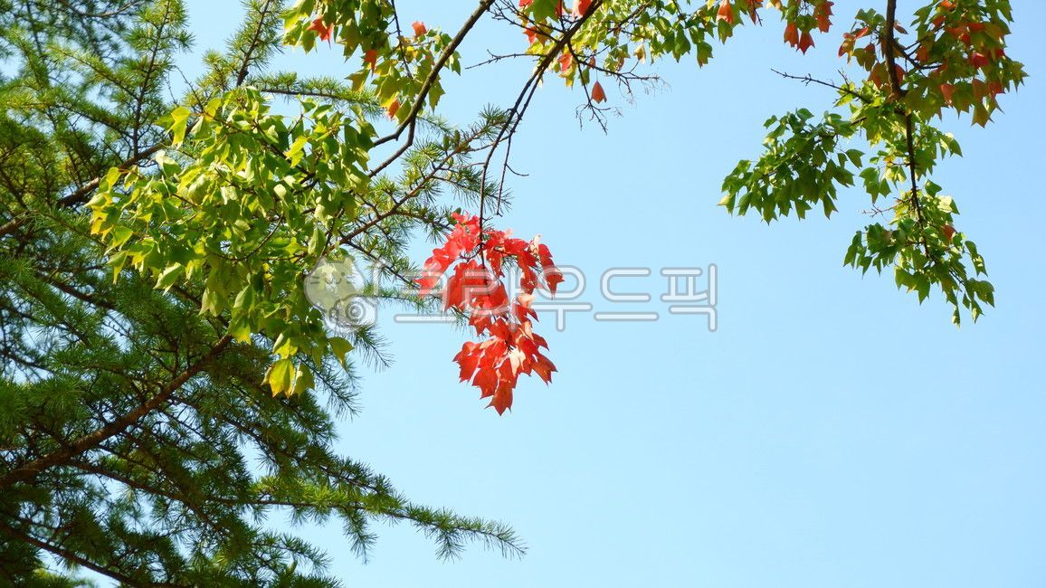 plant, 식물, leaf, 잎, tree, 사진,이미지,일러스트,캘리그라피 - HORA작가