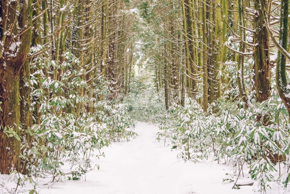 제주도, 겨울숲, 숲, 눈, 풍경, 사진,이미지,일러스트,캘리그라피 - Nses2001p작가