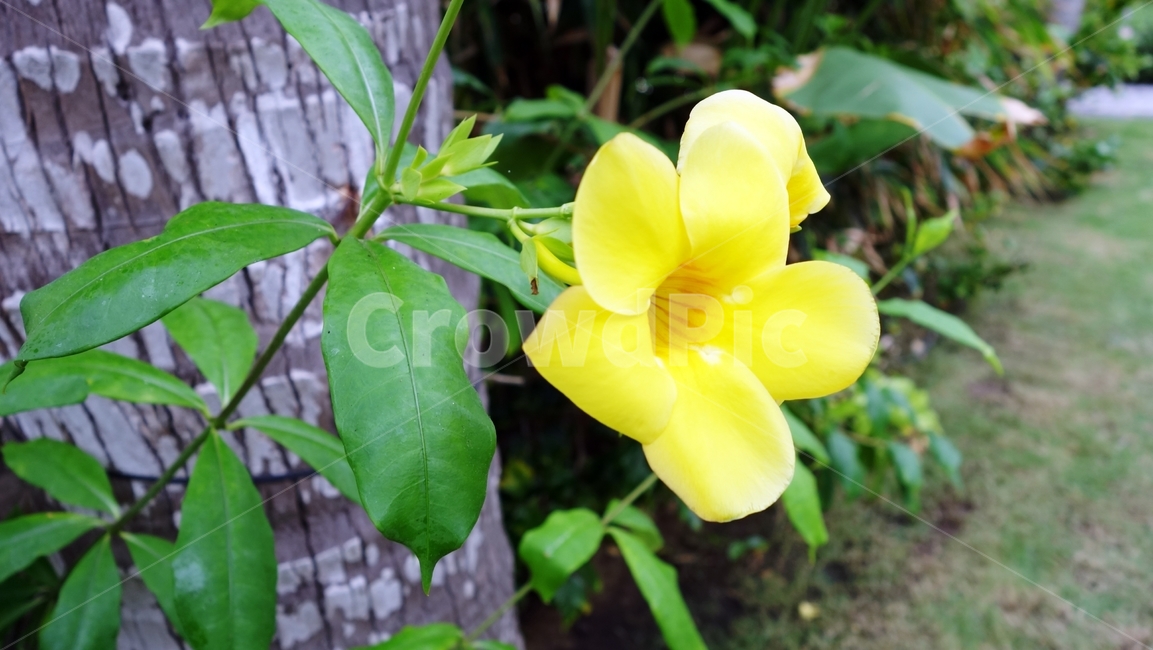 꽃, 노란꽃, 식물, 자연, flower, 사진,이미지,일러스트,캘리그라피 - softbreeze80작가