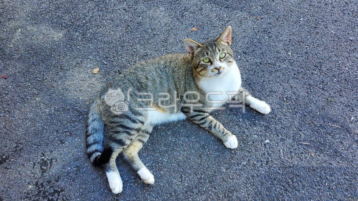 고양이, 코리안숏헤어, 냐옹이, koreanshorthair, cat, 사진,이미지,일러스트,캘리그라피 - Nricecack작가