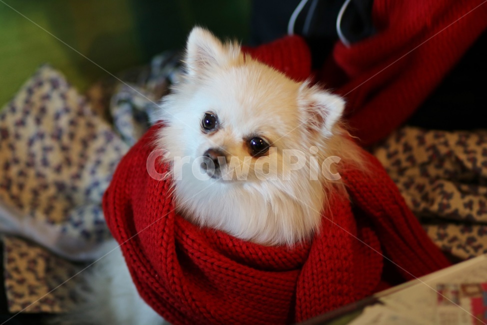 강아지, puppy, 목도리, dog, muffler, 사진,이미지,일러스트,캘리그라피 - FaceMoon작가