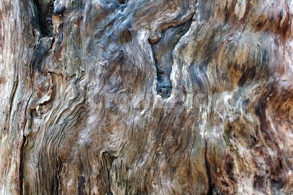 나무, 껍질, 산, trees, shells, 사진,이미지,일러스트,캘리그라피 - DReD작가