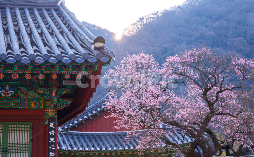 자연, 풍경, 경치, 식물, 꽃, 사진,이미지,일러스트,캘리그라피 - 서은작가