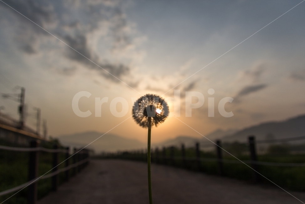 일출, 꽃, 풍경, 감성, 스냅, 사진,이미지,일러스트,캘리그라피 - JOOJI작가