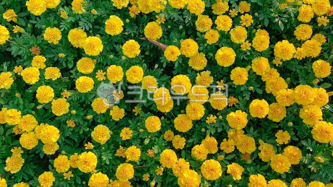 꽃, 화단, 노란꽃, 노란색, plant, 사진,이미지,일러스트,캘리그라피 - Npltasnap작가