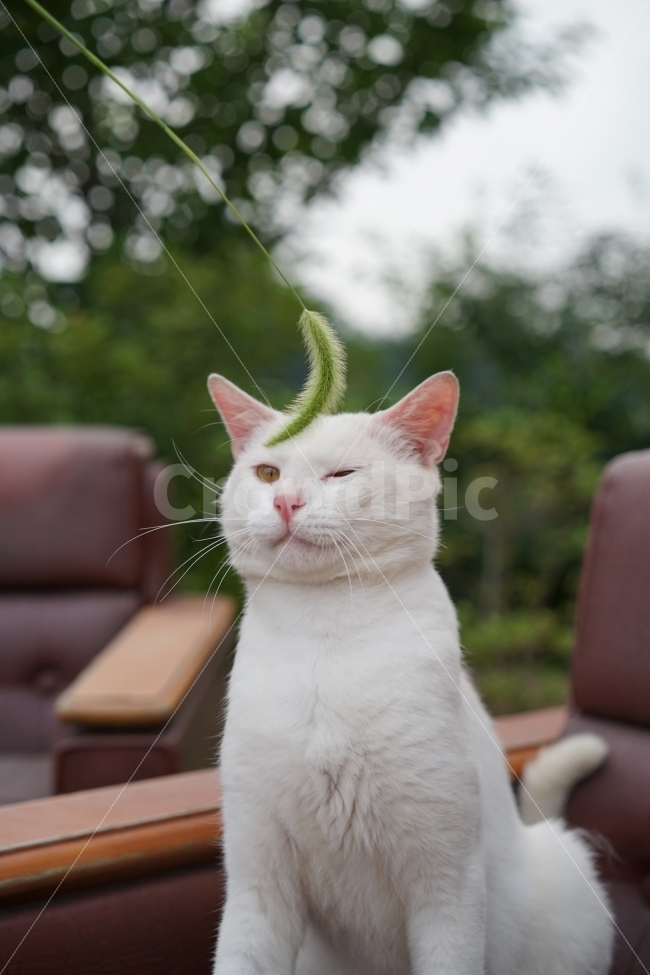 고양이, 강아지풀, 코숏, 코리안숏헤어, 길고양이, 사진,이미지,일러스트,캘리그라피 - RAN2작가
