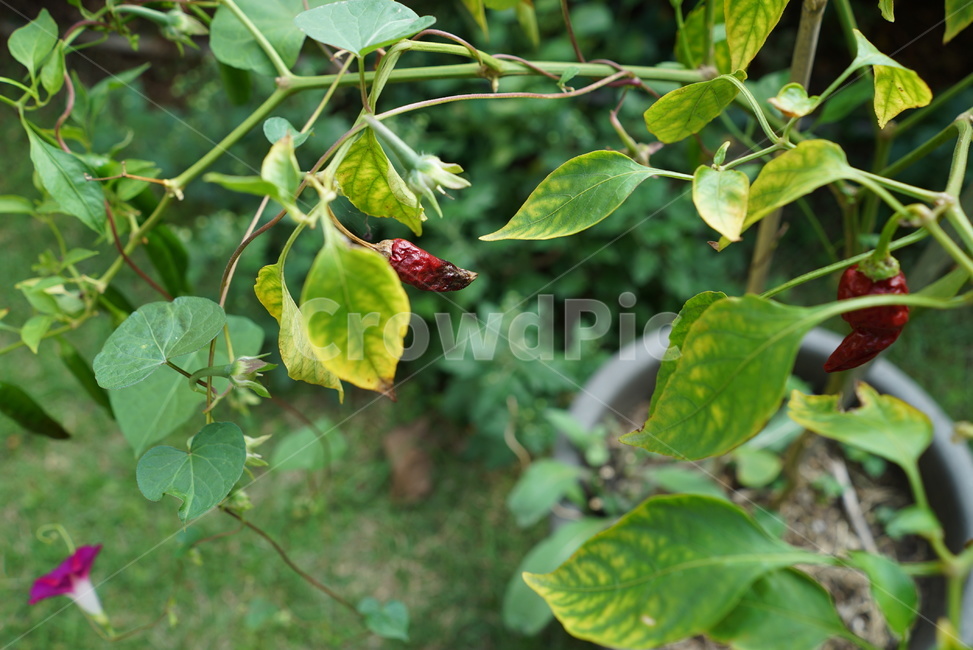 plant, 식물, leaf, 잎, fruit, 사진,이미지,일러스트,캘리그라피 - Nba작가