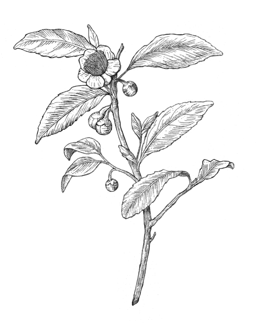 찻잎, 차, 녹차, 녹차잎, 차수확, 사진,이미지,일러스트,캘리그라피 - RAONI작가