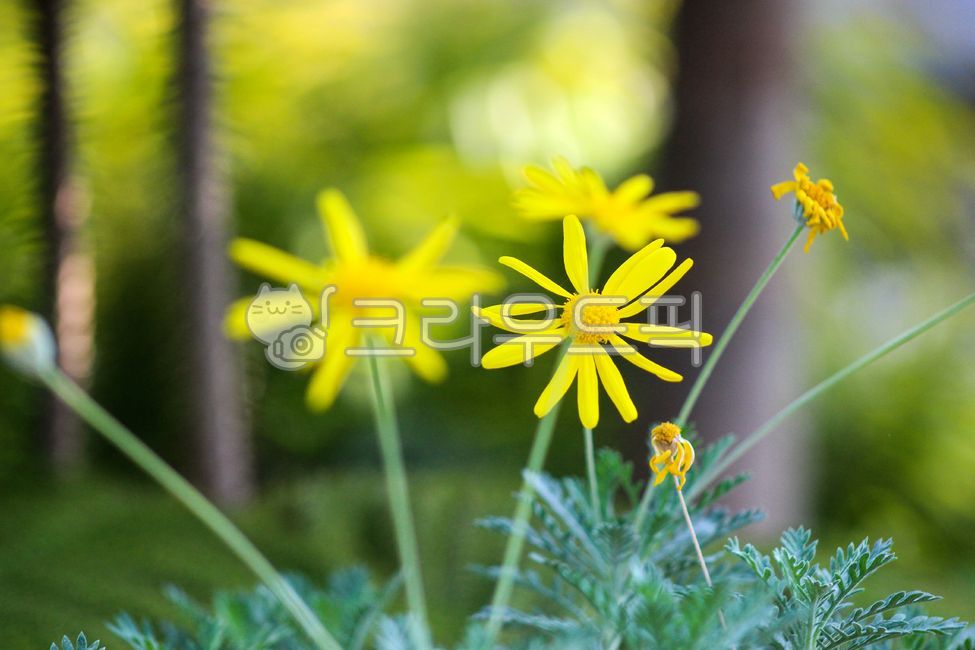 daisy, 데이지, 꽃, 식물, flower, 사진,이미지,일러스트,캘리그라피 - Nbocrates68작가