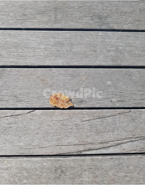 외로움, 낙엽, 가을, 나무바닥, 나무, 사진,이미지,일러스트,캘리그라피 - hjnmm작가