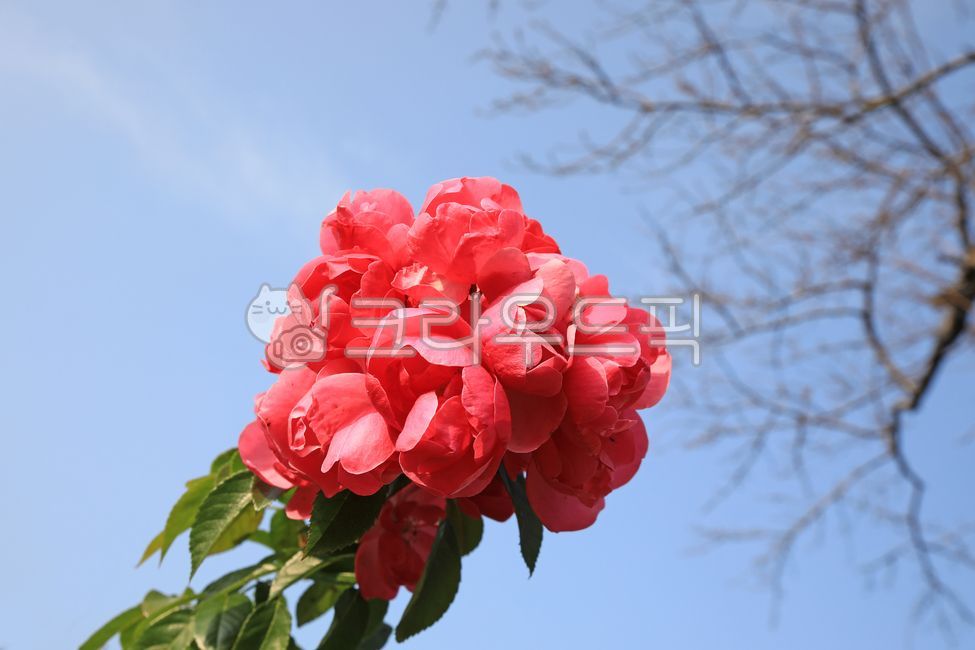 plant, 식물, blossom, flower, 꽃, 사진,이미지,일러스트,캘리그라피 - Martin Shin작가