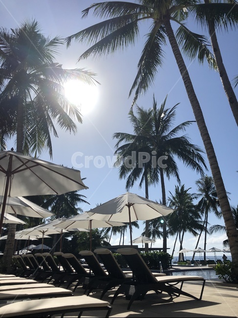 썬베드, 태양, 나무, 파라솔, 수영장, 사진,이미지,일러스트,캘리그라피 - Njandibaby1작가