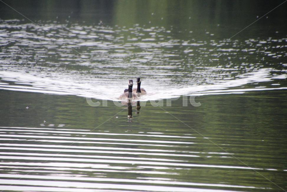 lake, geese, love, together, 동행, 사진,이미지,일러스트,캘리그라피 - Gilbert작가