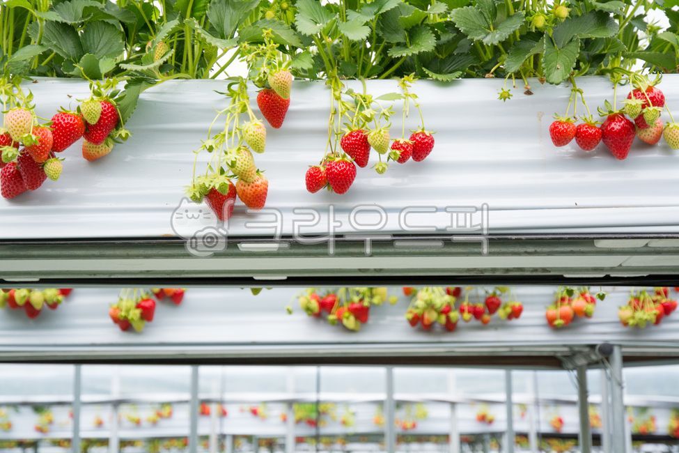 과일, 식물, 딸기, 딸기밭, 비닐하우스, 사진,이미지,일러스트,캘리그라피 - Carl Kim작가