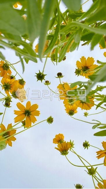 꽃, 배경화면, flower, 코스모스, 노란꽃, 사진,이미지,일러스트,캘리그라피 - da_hye0330작가