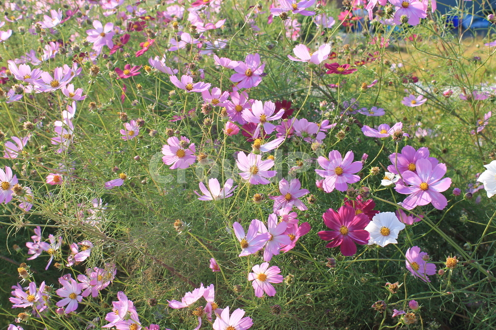 cosmos, autumn, fall, 가을, 꽃, 사진,이미지,일러스트,캘리그라피 - Nmnicys작가