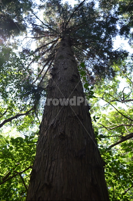 treetrunk, plant, 식물, 나무, tree, 사진,이미지,일러스트,캘리그라피 - SaMyo작가