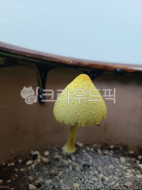 식물 버섯 노란버섯 노란각시버섯 Plant 사진 이미지 일러스트 캘리그라피 어묵작가