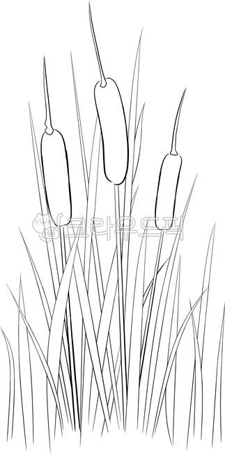 line, illustration, sketch, vector, isolated, 사진,이미지,일러스트,캘리그라피 - Artty작가
