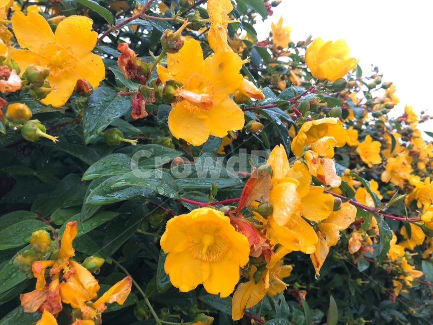 들꽃, 노란꽃, 꽃, flower, blossom, 사진,이미지,일러스트,캘리그라피 - hangyeot작가