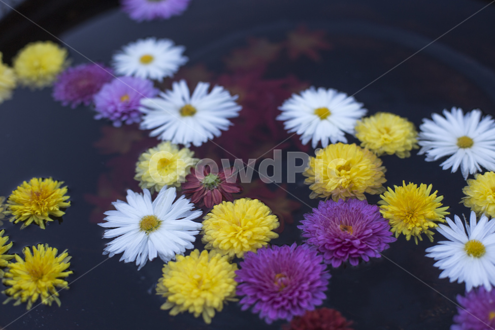 국화, 국화꽃, 꽃, 소국, 소국화, 사진,이미지,일러스트,캘리그라피 - natsu u작가