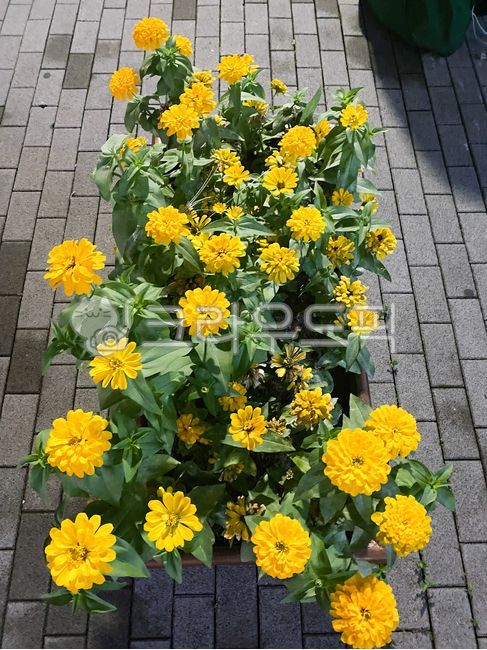 꽃, 식물, 자연, 들꽃, 노란꽃, 사진,이미지,일러스트,캘리그라피 - 애롱작가