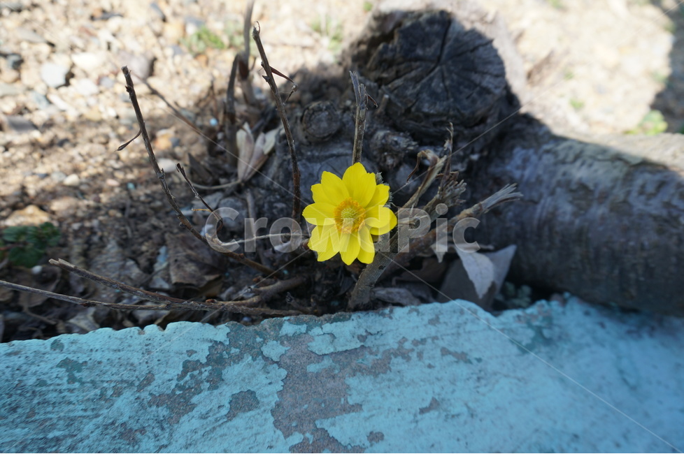 꽃, 노랑, 노란꽃, 특별한, 들꽃, 사진,이미지,일러스트,캘리그라피 - 어디로갈까작가