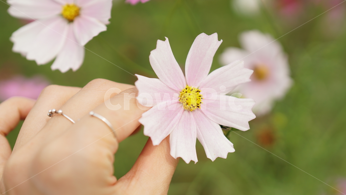 pollen, 화분, plant, 식물, human, 사진,이미지,일러스트,캘리그라피 - urdesign작가