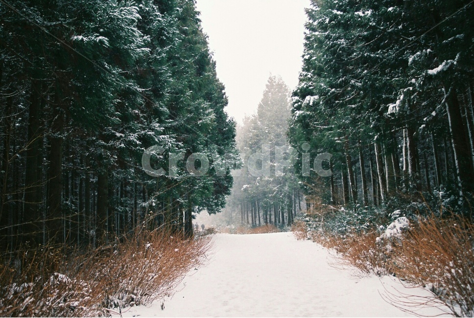 나무, tree, 숲, 겨울숲, 눈오는숲, 사진,이미지,일러스트,캘리그라피 - miran작가