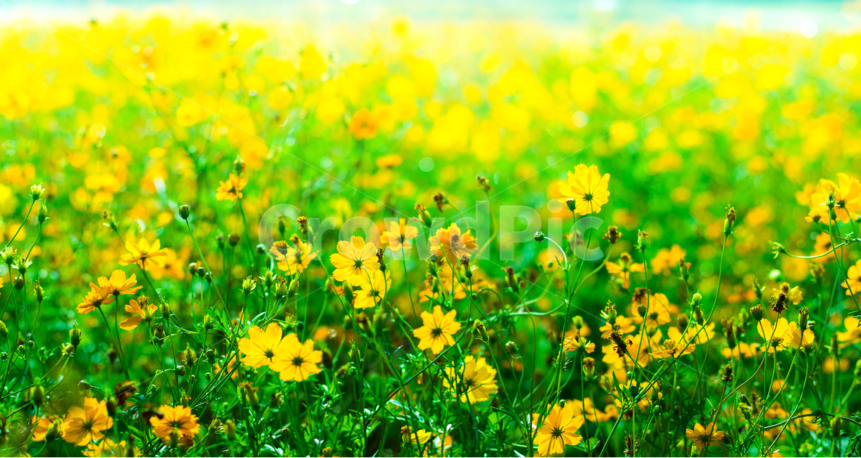 flower, 꽃, 식물, 노란꽃, 풍경, 사진,이미지,일러스트,캘리그라피 - 라쿠락시스작가