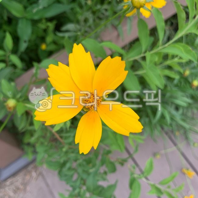 꽃, 노란꽃, 식물, 자연, 여름, 사진,이미지,일러스트,캘리그라피 - 승승장구박소장작가