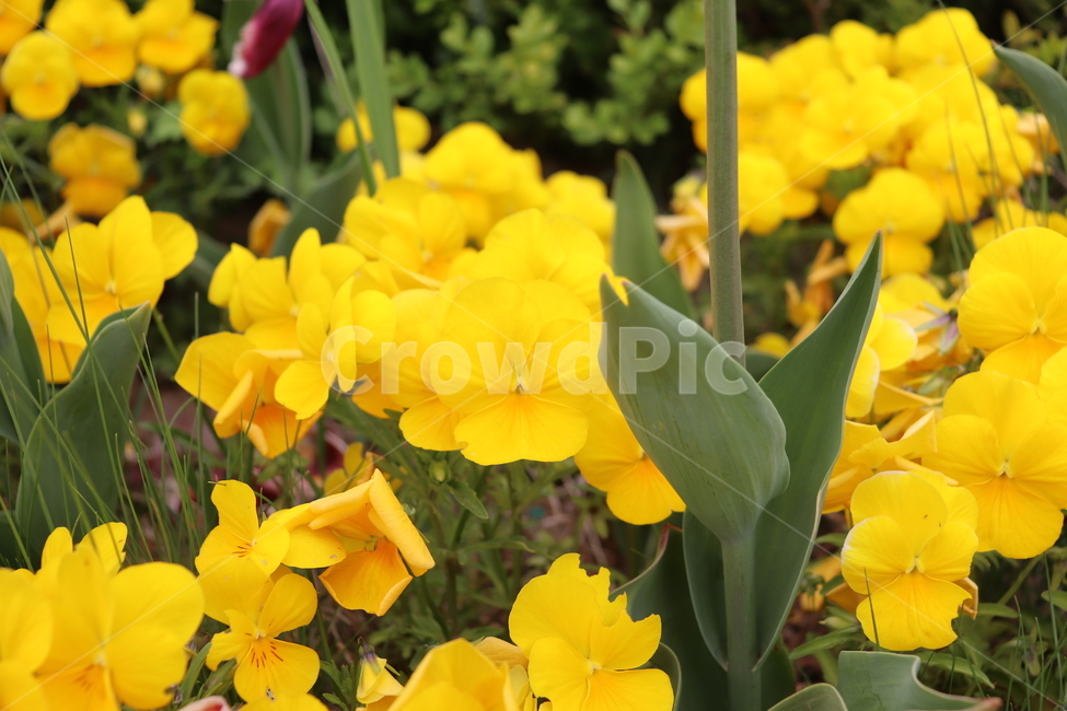 꽃, flower, 노란꽃, yellow, 꽃밭, 사진,이미지,일러스트,캘리그라피 - 이다온작가