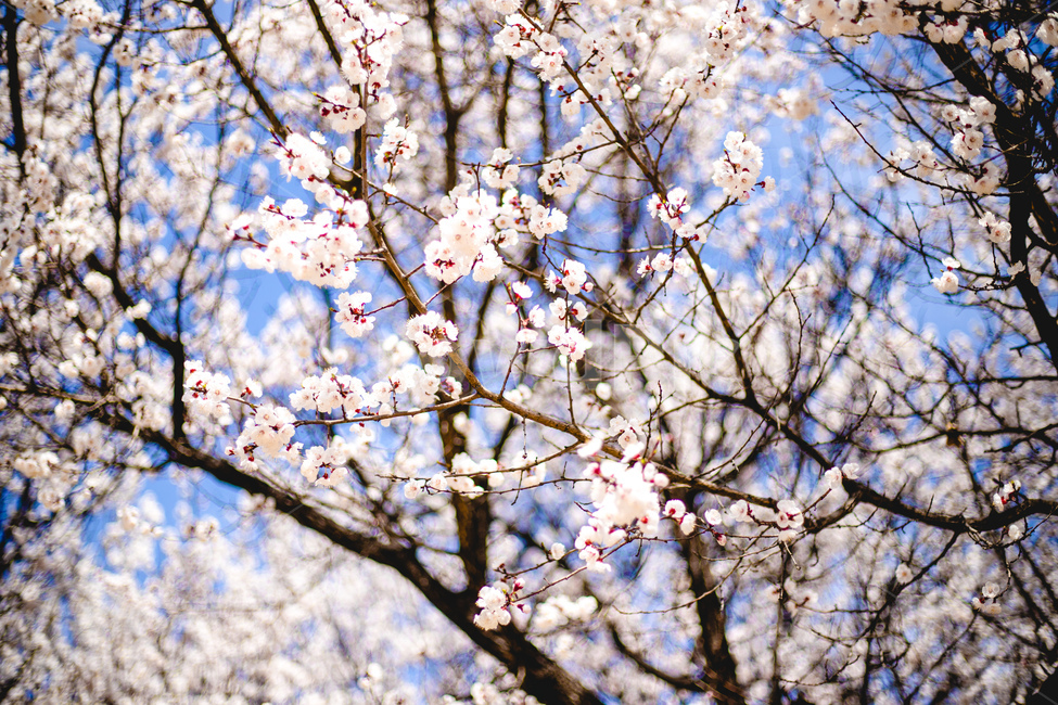 벚꽃, 꽃놀이, 서울숲, 소풍, 꽃, 사진,이미지,일러스트,캘리그라피 - bjkoo작가