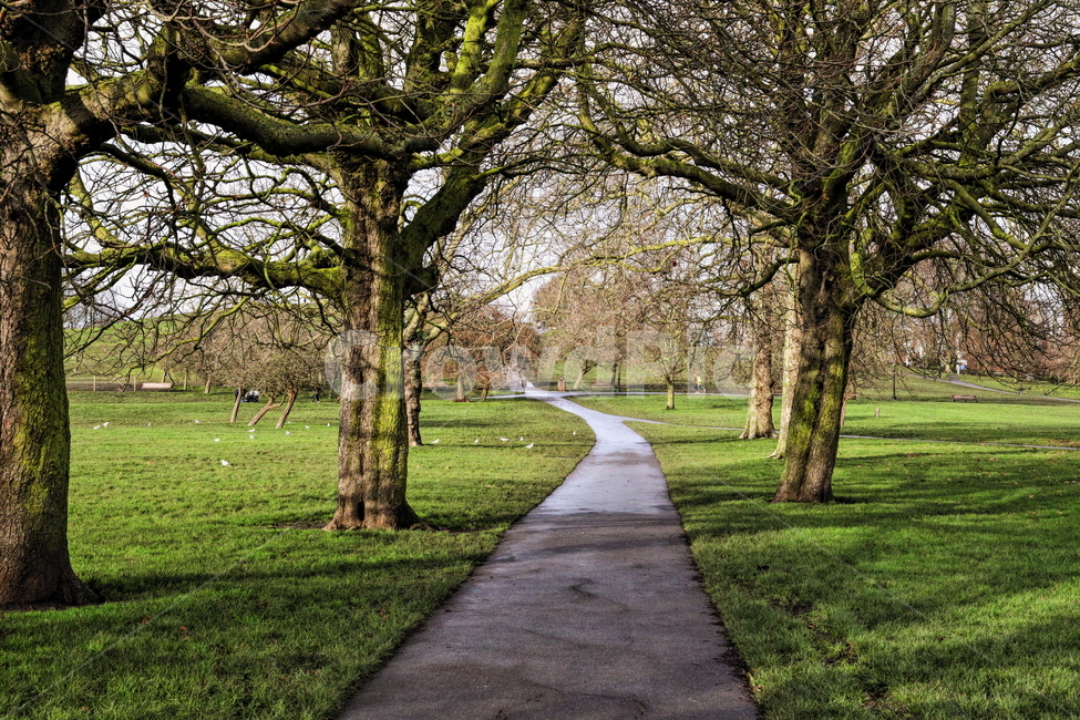 london, park, england, 나무, tree, 사진,이미지,일러스트,캘리그라피 - hyunni작가