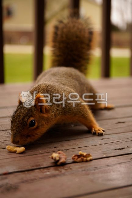 동물, 다람쥐, 청설모, 베란다, 아침, 사진,이미지,일러스트,캘리그라피 - PYTHON7GRIMM작가