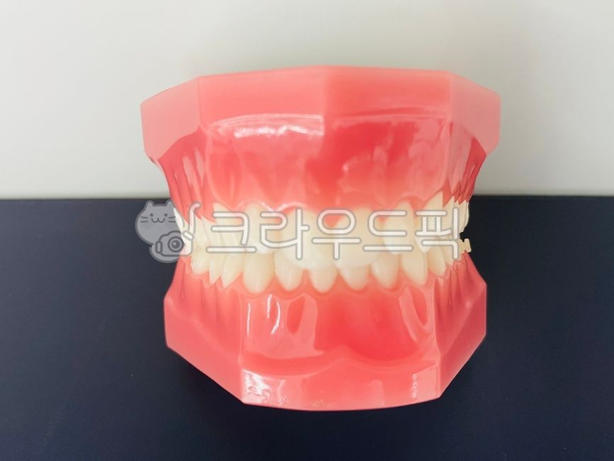 jaw, 턱, 치아모형, 덴티폼, dentiform, 사진,이미지,일러스트,캘리그라피 - Nphoebeki작가