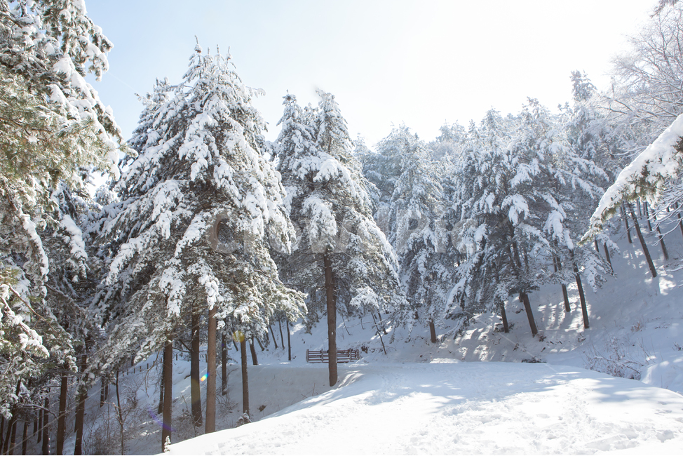 풍경, 자작나무, 나무, 숲, 겨울, 사진,이미지,일러스트,캘리그라피 - 포타도작가