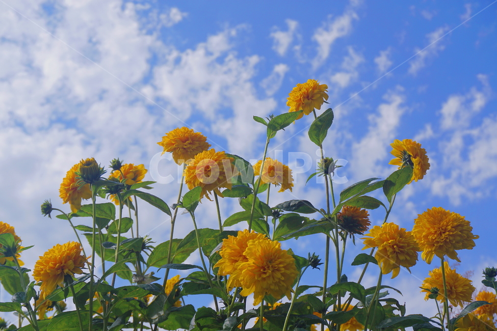 노란꽃, 꽃, 꽃밭, 하늘, 푸름, 사진,이미지,일러스트,캘리그라피 - Daram작가