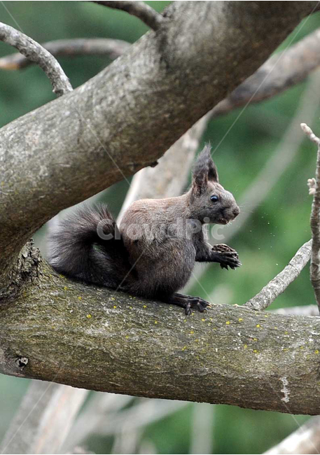청설모, 청서, 다람쥐, 야생동물, 동물, 사진,이미지,일러스트,캘리그라피 - 스트롱맨작가
