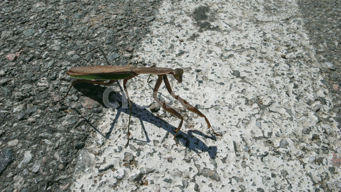 mantis, road, insect, summer, nature, 사진,이미지,일러스트,캘리그라피 - 기노작가