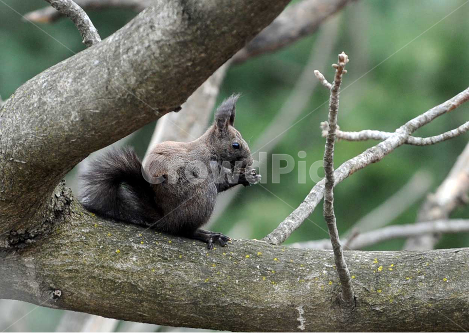 청설모, 청서, 다람쥐, 야생동물, 동물, 사진,이미지,일러스트,캘리그라피 - 스트롱맨작가
