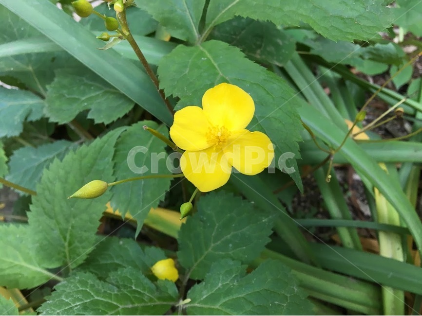 노랑꽃, 노란꽃, 야생화, 들풀, 산속, 사진,이미지,일러스트,캘리그라피 - goodhana작가