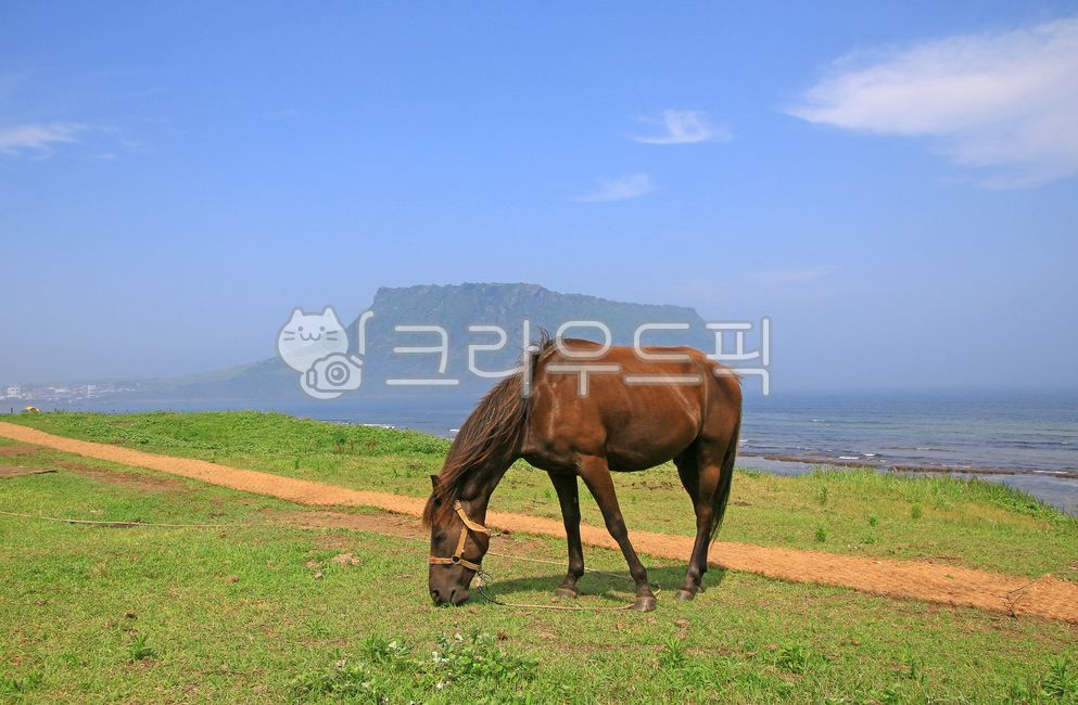 제주, 제주도, 제주풍경grassland, field, outdoors, 사진,이미지,일러스트,캘리그라피 - Martin Shin작가